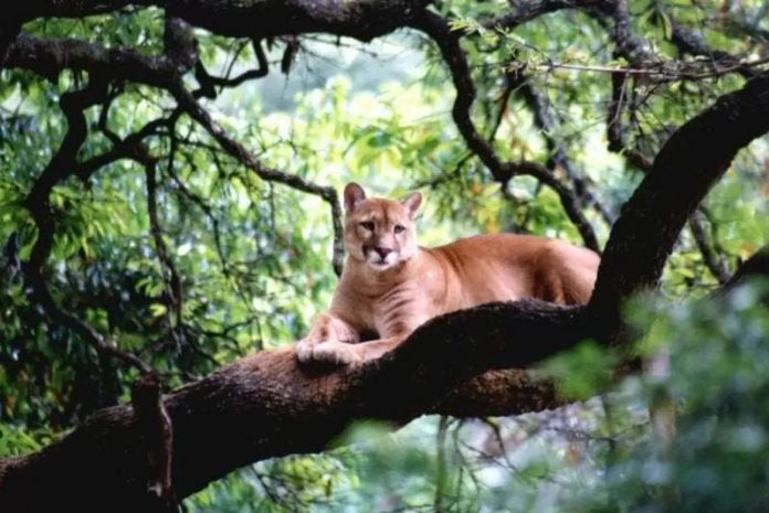 Puma é flagrado atravessando rio no interior de Passos Maia - assista ...